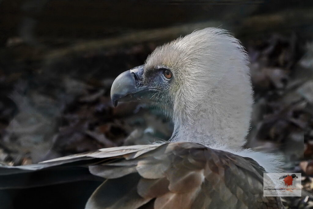 Wildtierpark Edersee, Beginn der Flugsaison 2023 für Greifvögel ...